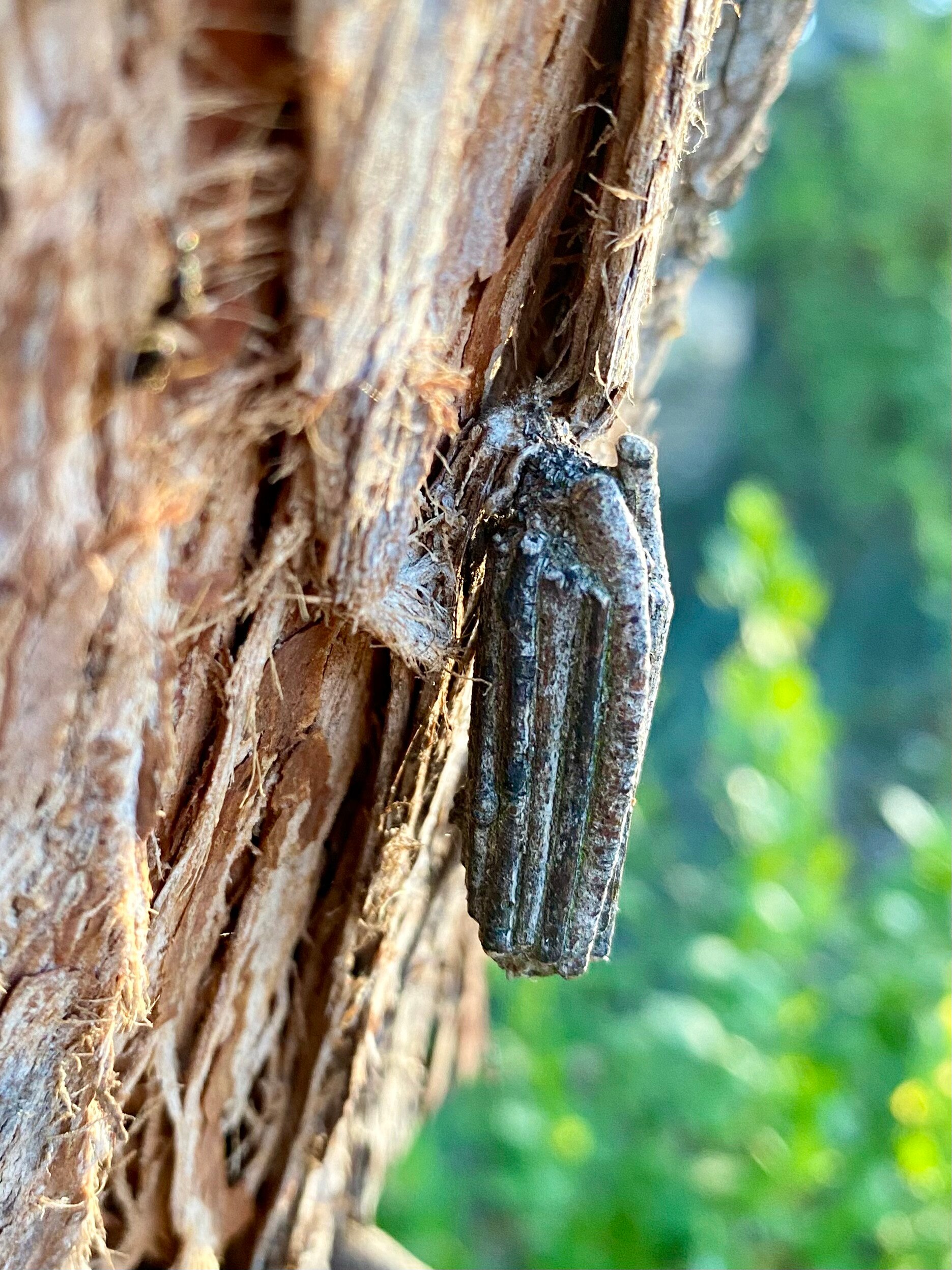 Legless lizards, mouthless moths and wingless flies: Meet the ...