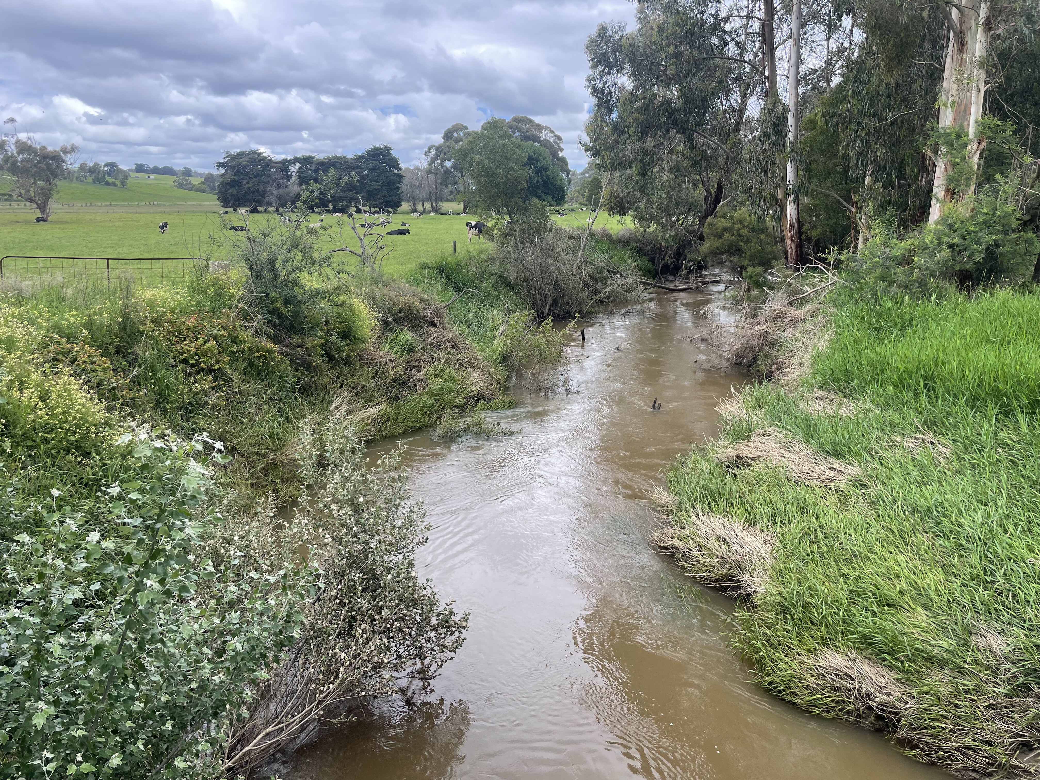 EPA investigating after hundreds of fish found dead in Victoria's ...