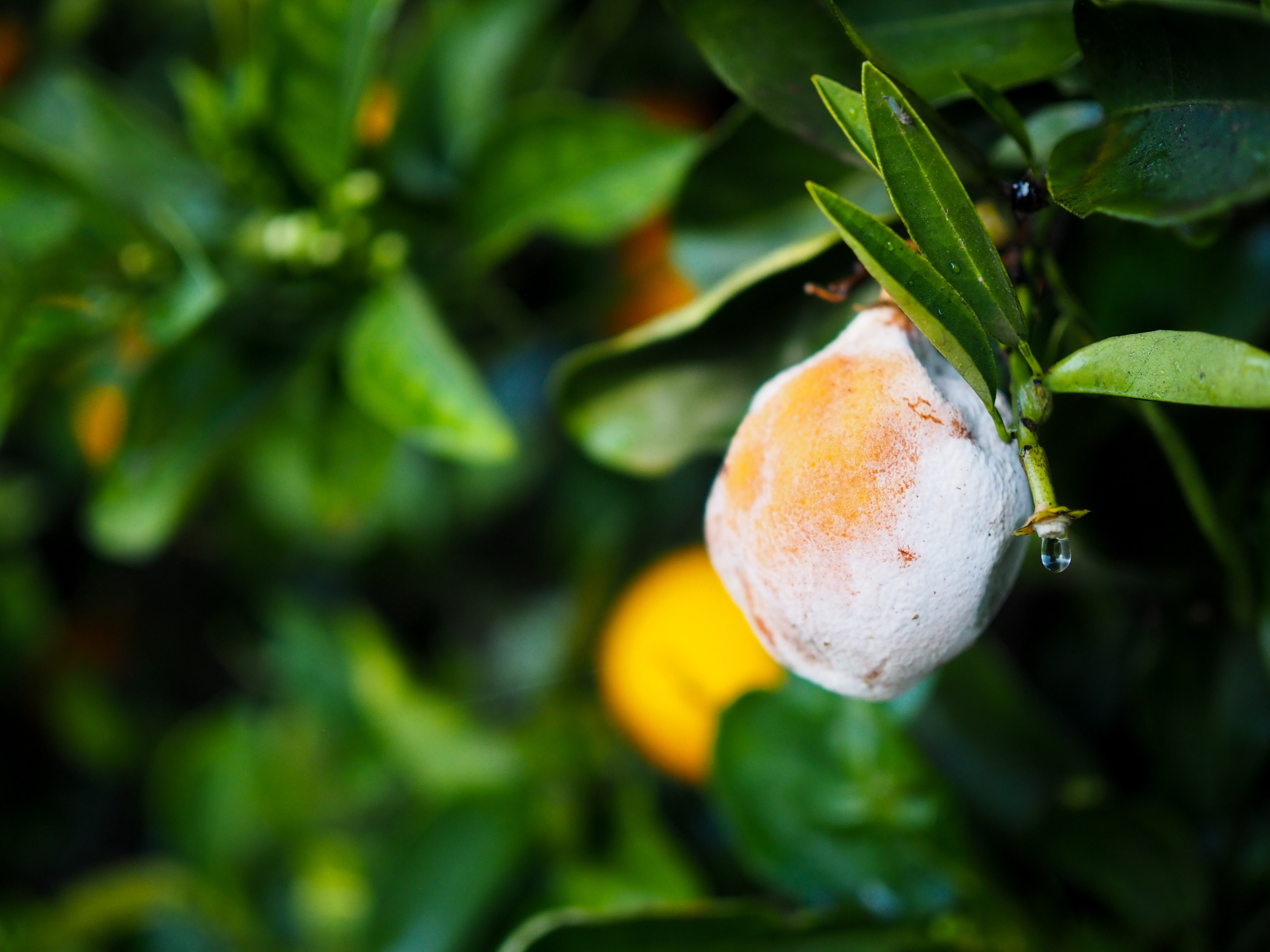 A visit to Griffith tells you everything you need to know about ...