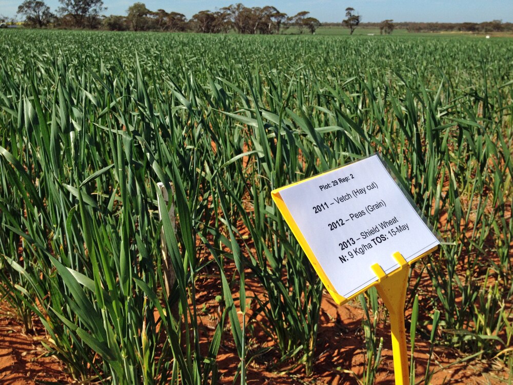 Pea break crops becoming popular in the Mallee - ABC News