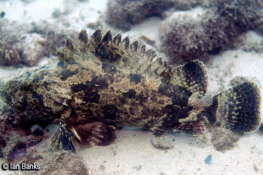 Bullrout barb leaves 6yo in excruciating pain, prompting calls for ...