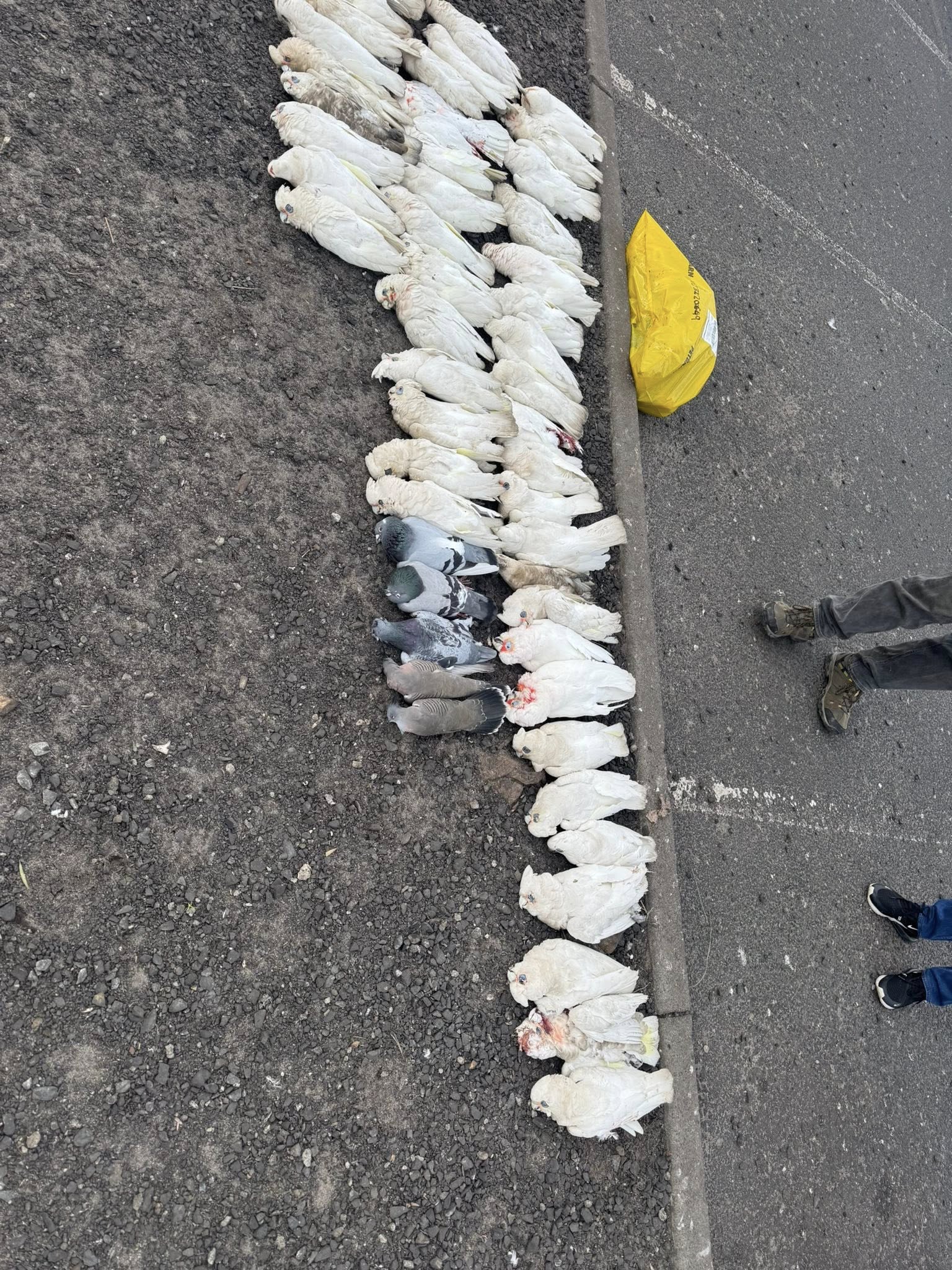 Hundreds of dead corellas found in Springvale South believed to be ...