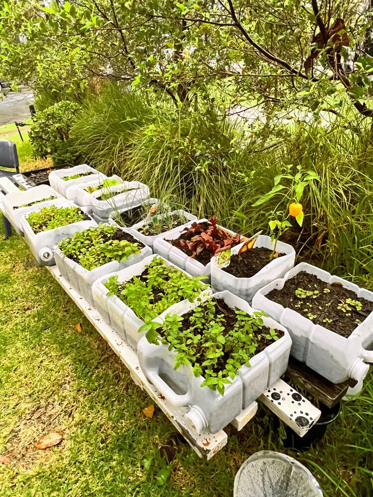 Costa's Corner | 5th April 2024 - Gardening Australia