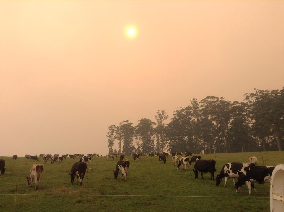 Dairy farmers fight to defend property and livestock from bushfire in ...