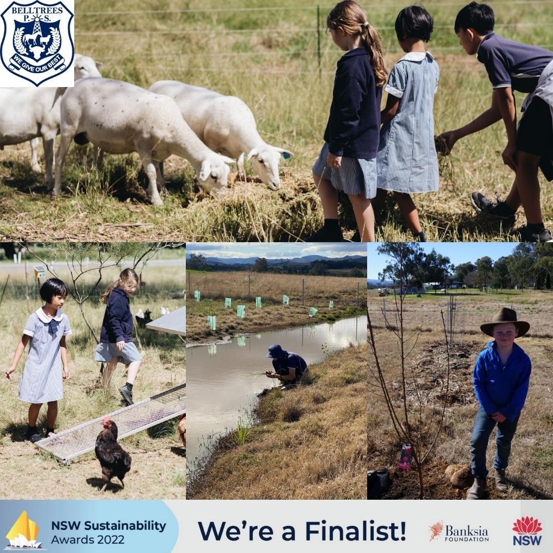 Belltrees Public School finalists in NSW Sustainability Awards - ABC listen