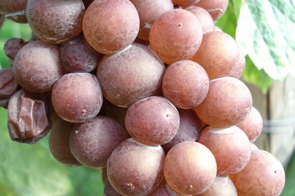 Toddy grape dessert - ABC Everyday