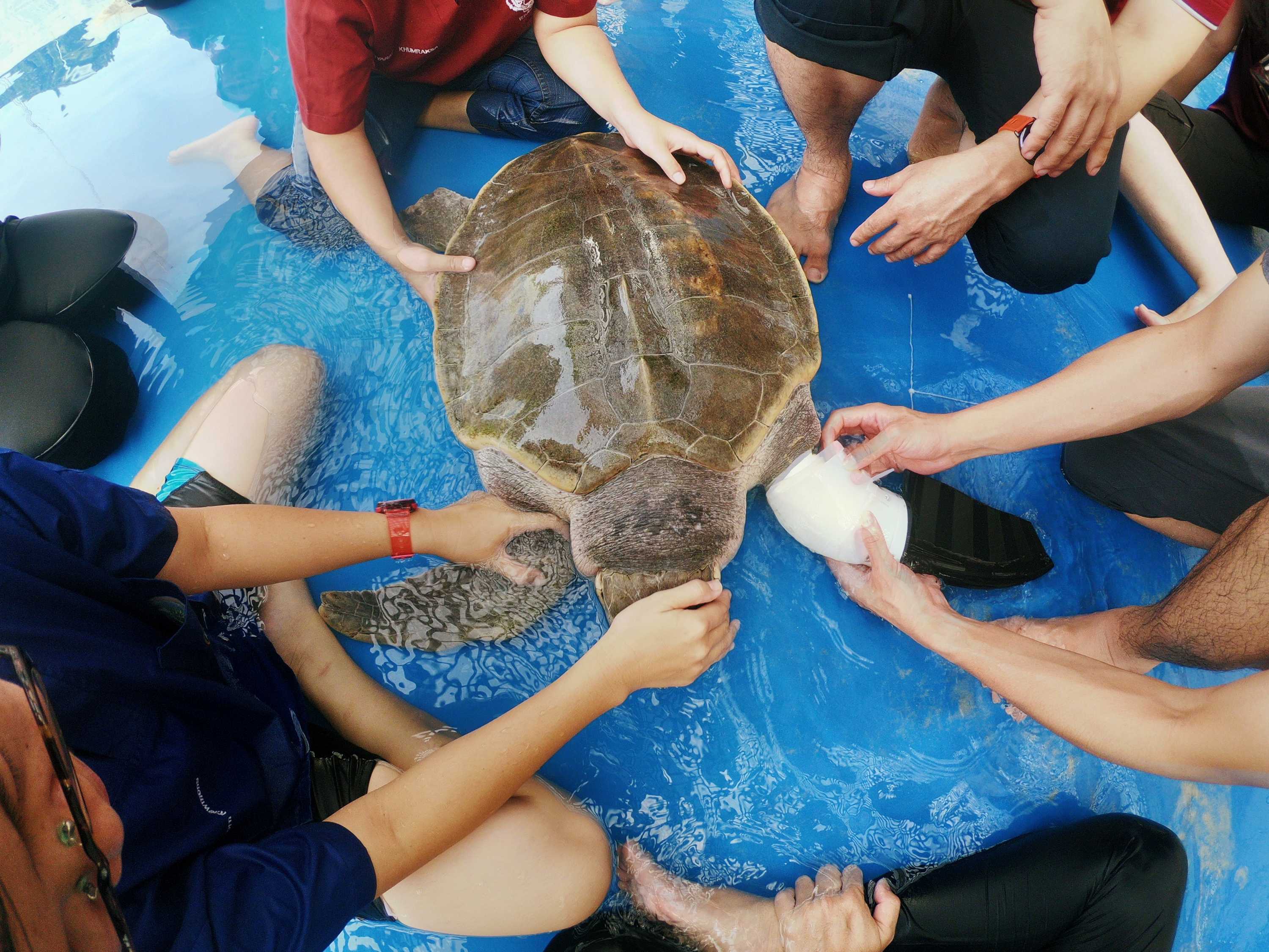 Injured sea turtle learning to swim again after vets create prosthetic ...