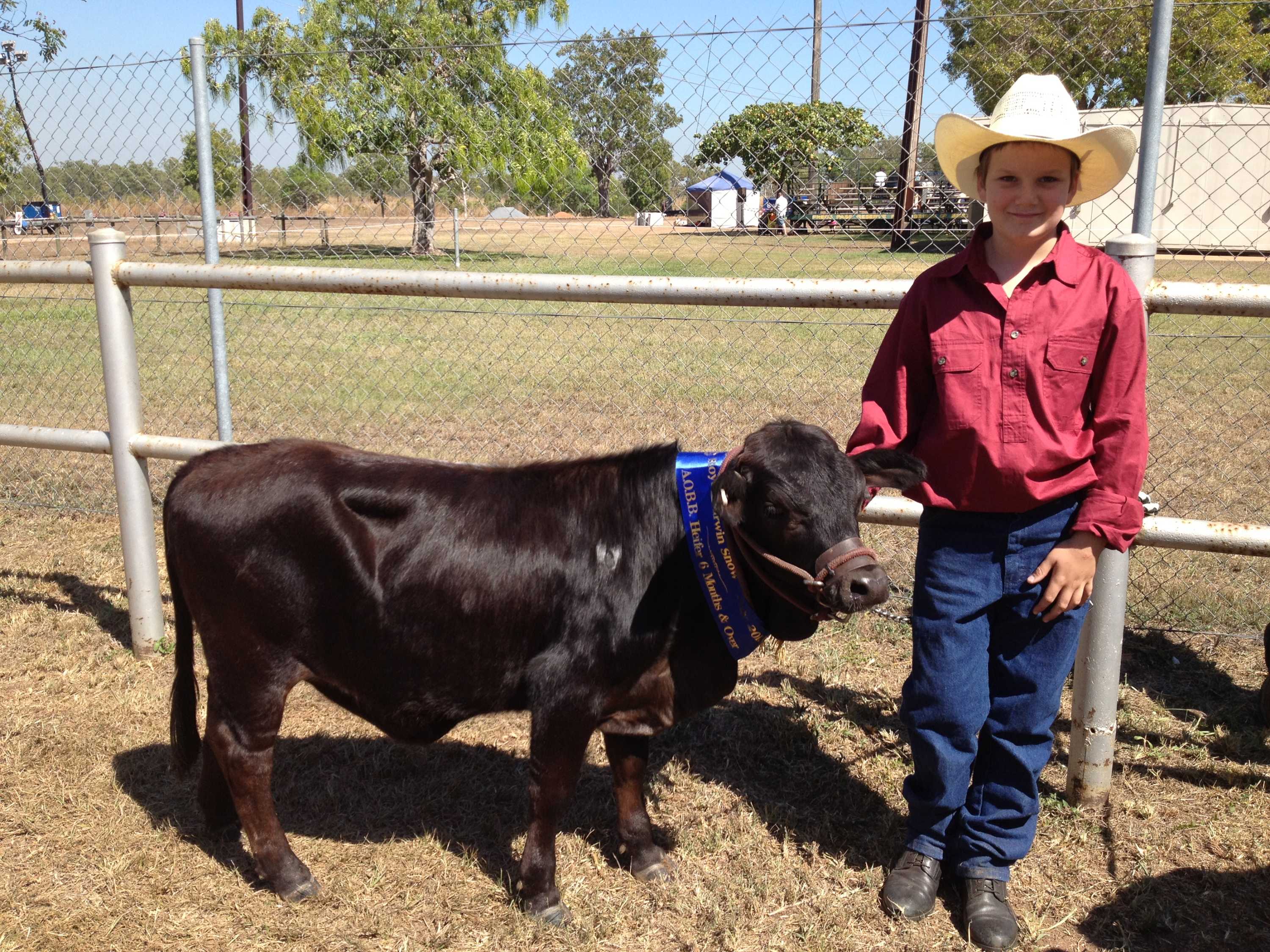 Mini cows draw big crowd at the Darwin Show - ABC News