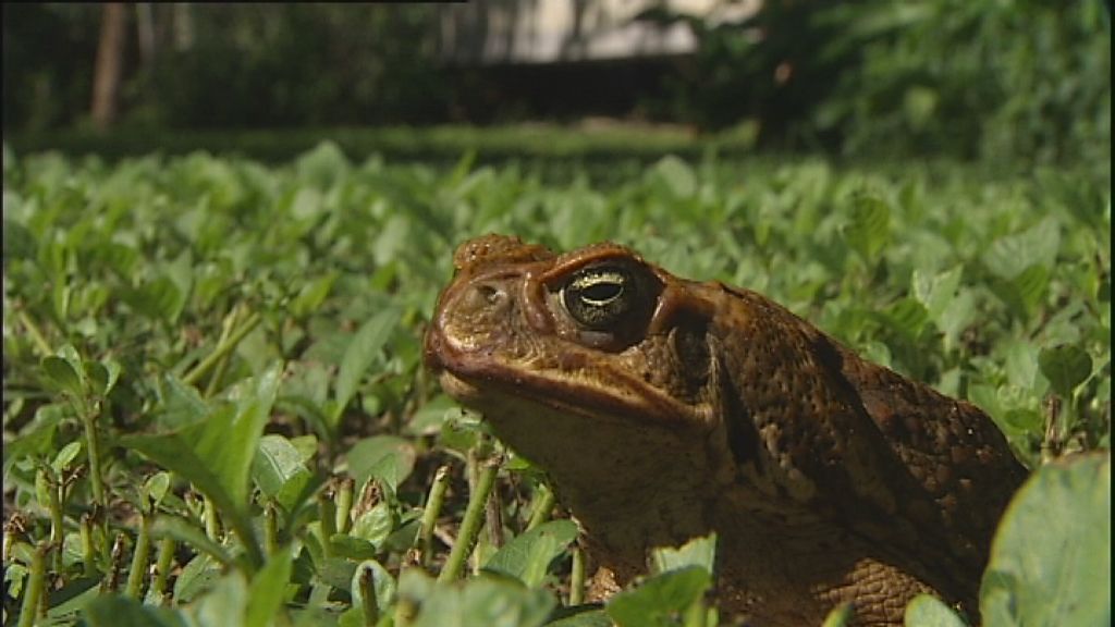 Cane toads continue destructive path across Australia - ABC News