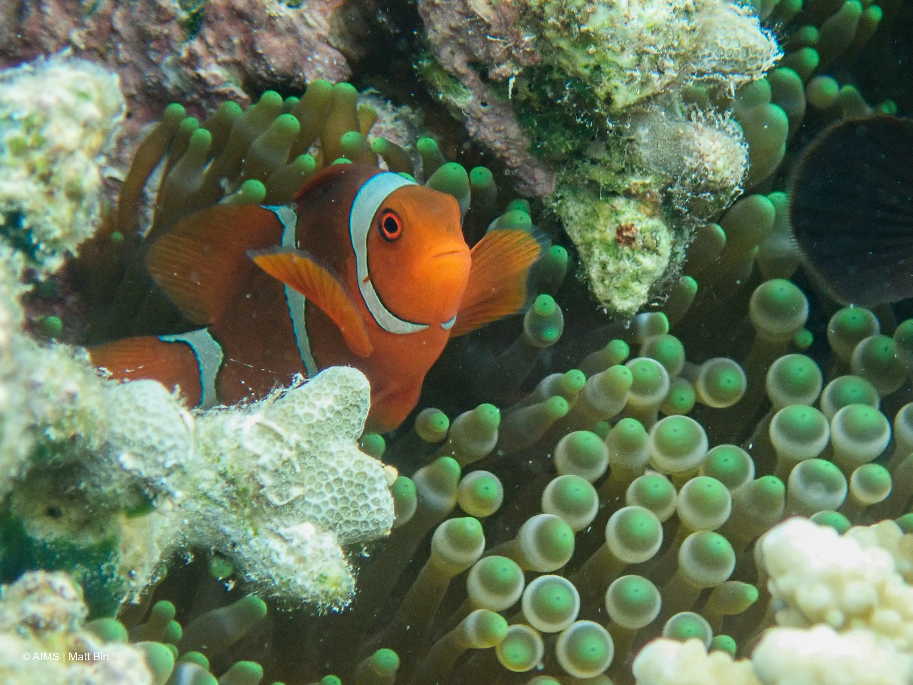 Storms bring heat reprieve to Ashmore and Scott reefs but scientists ...