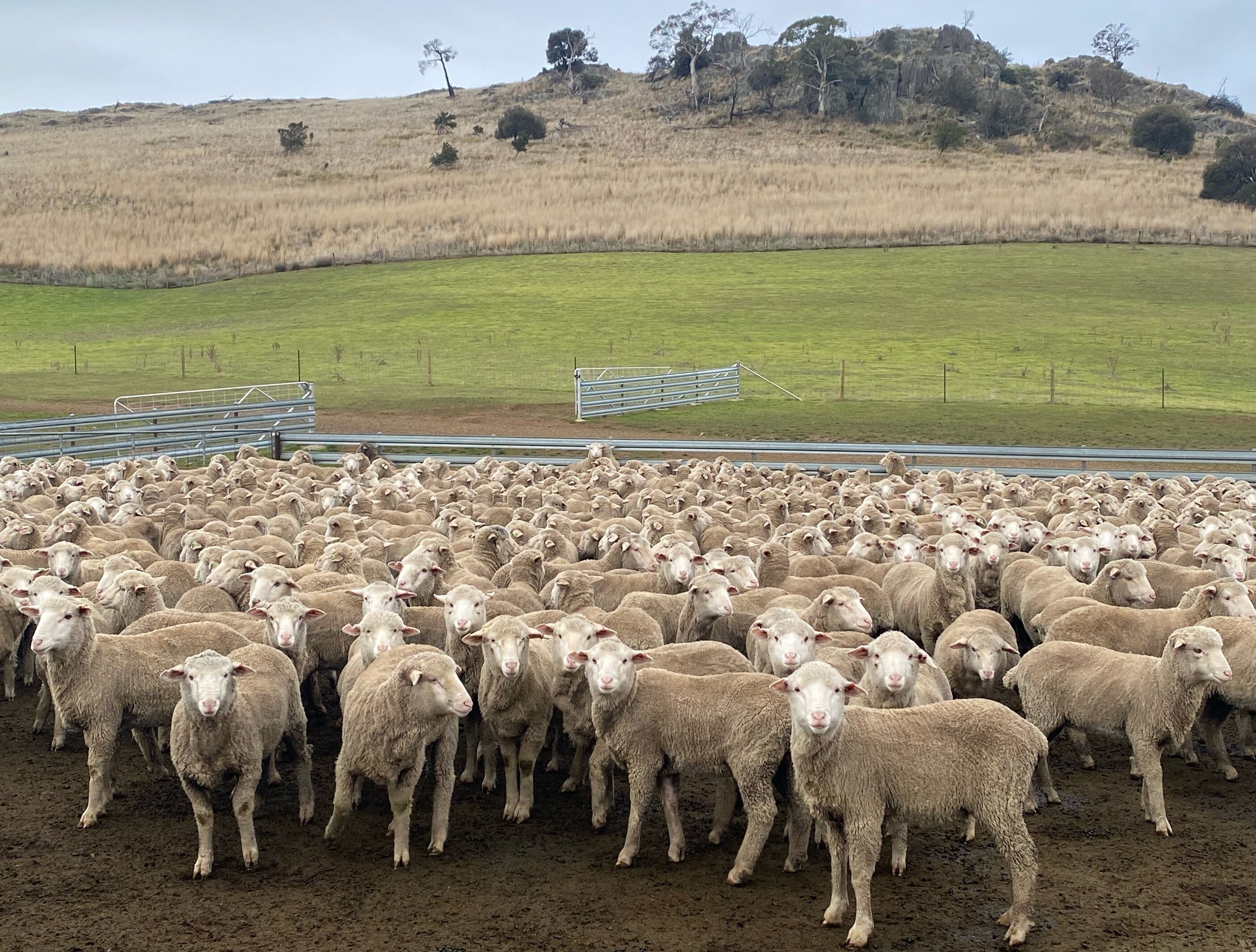 New Zealand merino wool sellers attract new ethical producers in ...