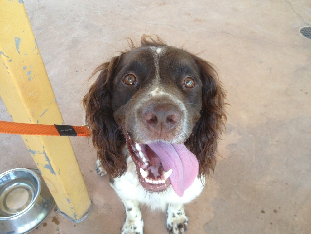 The new face of the cane toad fight - ABC News