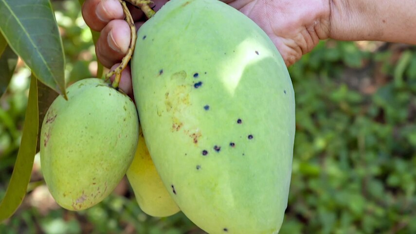 Mango Maintenance - Gardening Australia