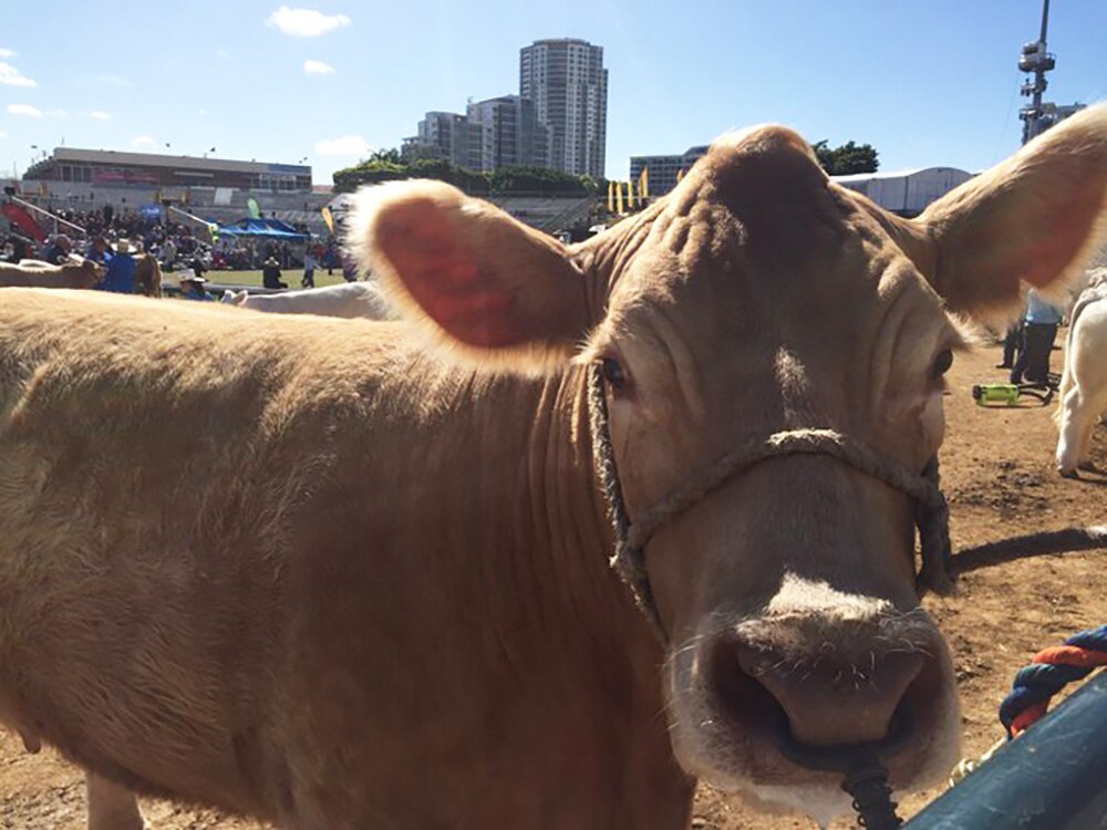 Brisbane Ekka: competitions in full swing on opening day of the Royal ...