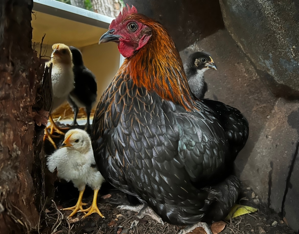 Are your chickens backyard heroes in the egg shortage? - ABC listen