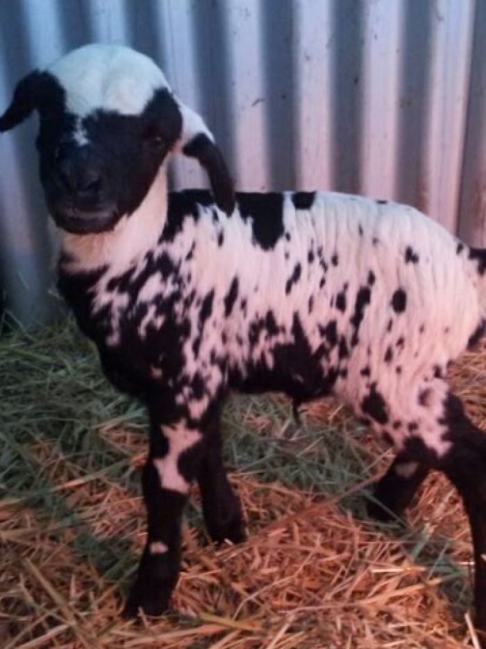 More than a spot of interest in unusual lamb - ABC News