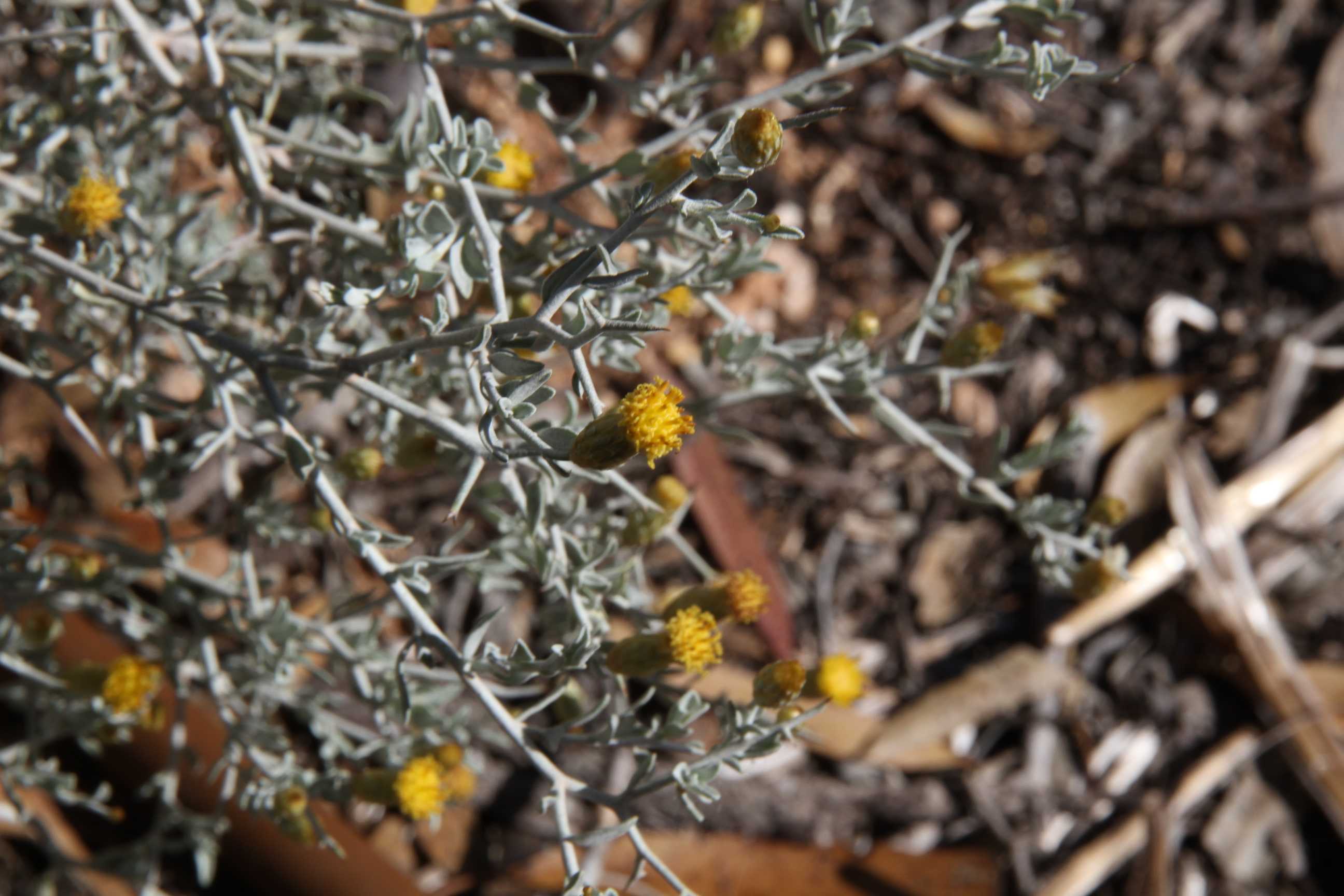 One of Australia's rarest plants, the spiny daisy, coming back from the ...