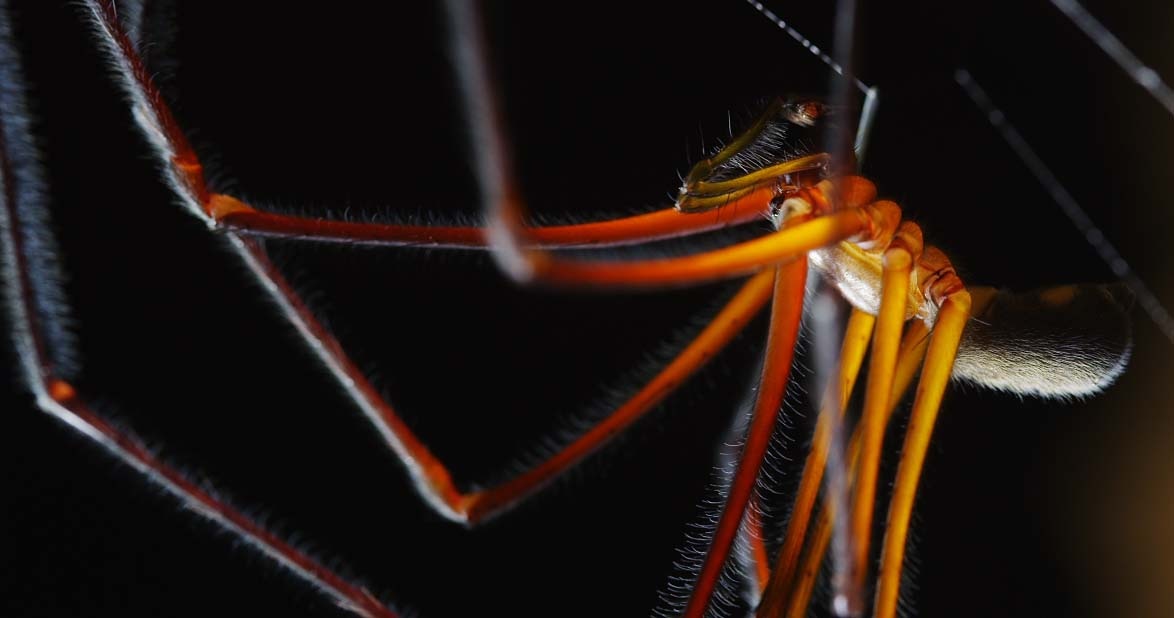 Sex survival secret of the male Tasmanian Cave Spider uncovered in a ...