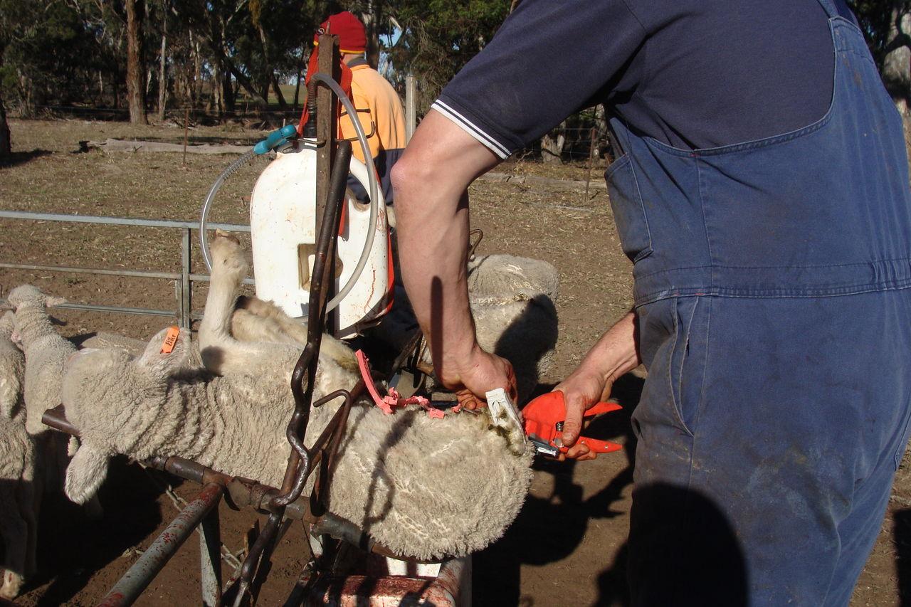 PETA tackles tourists in war on mulesing - ABC News
