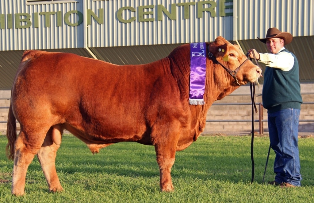 Hormone-free gives Limousin cattle an advantage - ABC News