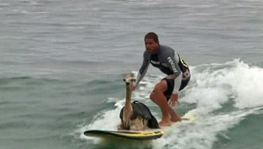 Cowabunga! A surfing alpaca. - ABC News