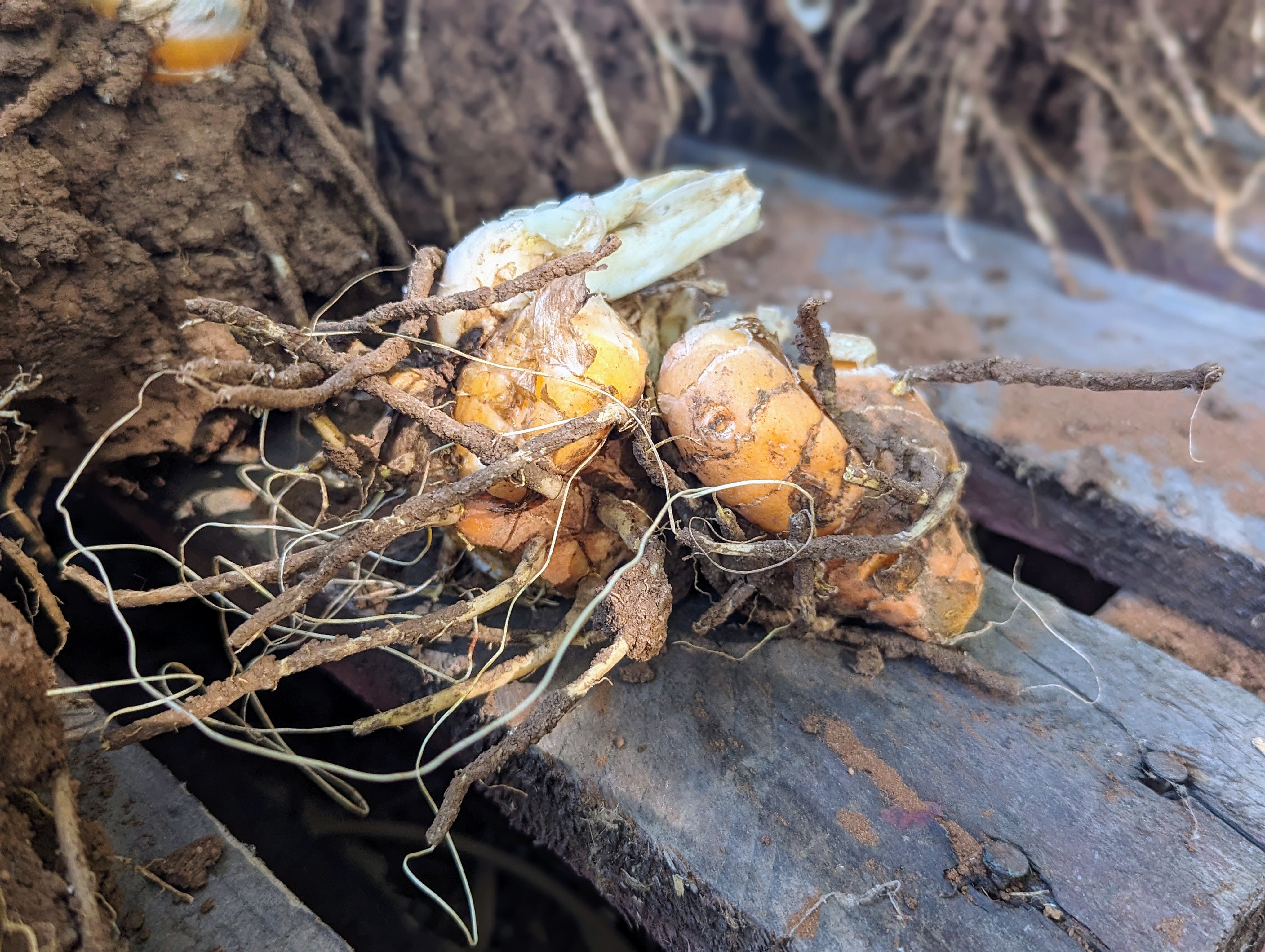 Turmeric farmers find success growing in Riverland's dry climate with ...