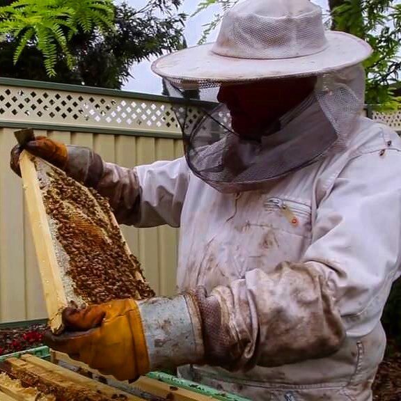 Everything you need to know about beekeeping - ABC listen