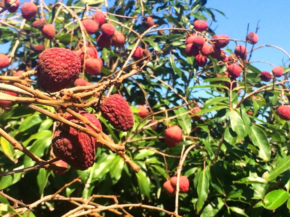 Sweet pickings for Central Queensland tropical fruit farmer as lychee ...