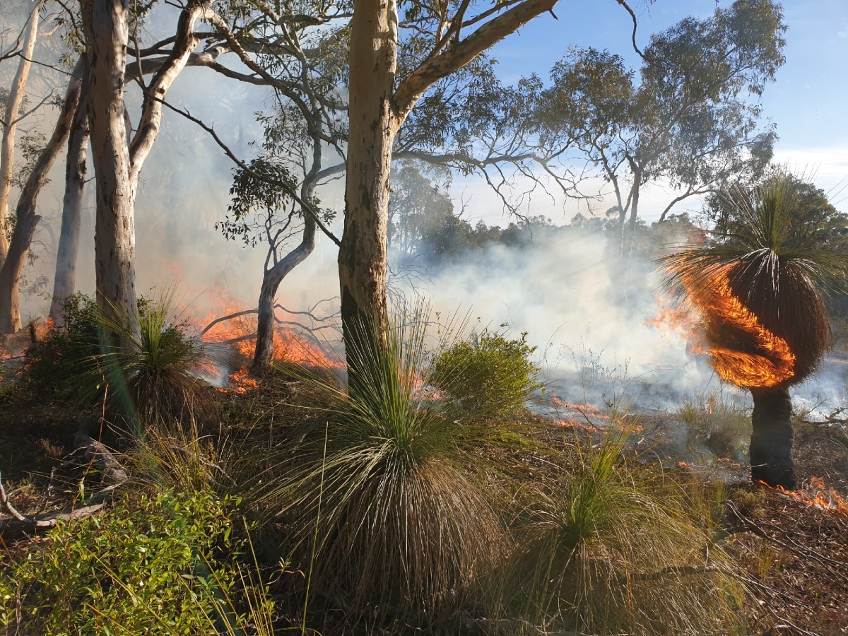 Aboriginal traditional burning expert hired for key role in growing ...