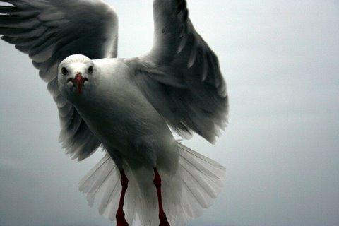 Birdland - ABC listen