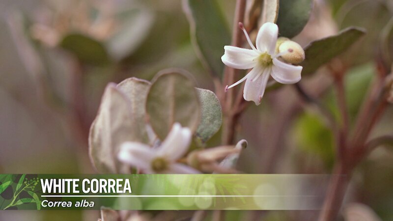 Winter Wonders - Gardening Australia