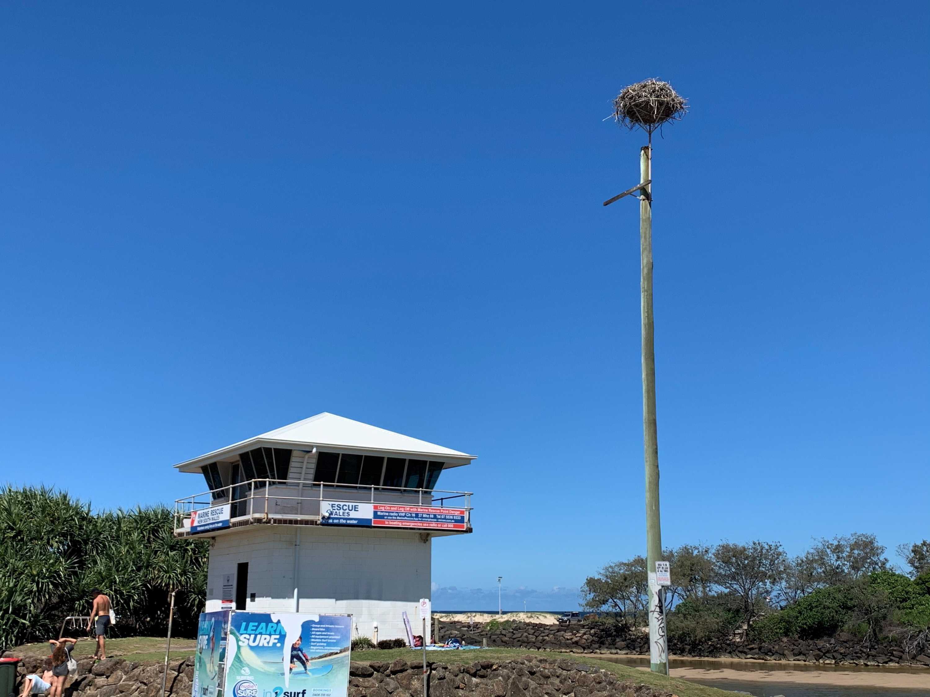 Kingscliff's giant osprey nest will weather redevelopment of tower ...