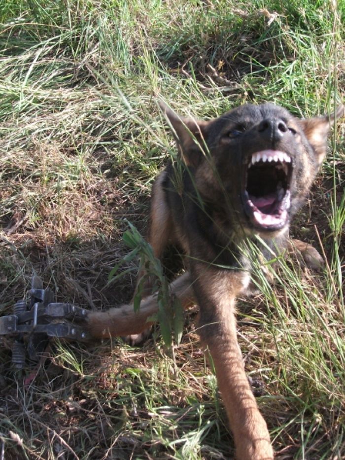 Success in controlling dogs in the Hunter - ABC News