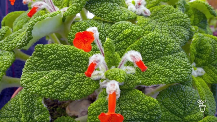 Stunning Sinningias - Gardening Australia