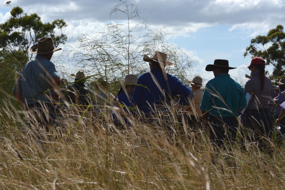 High intensity grazing trial gets early results on North Queensland ...