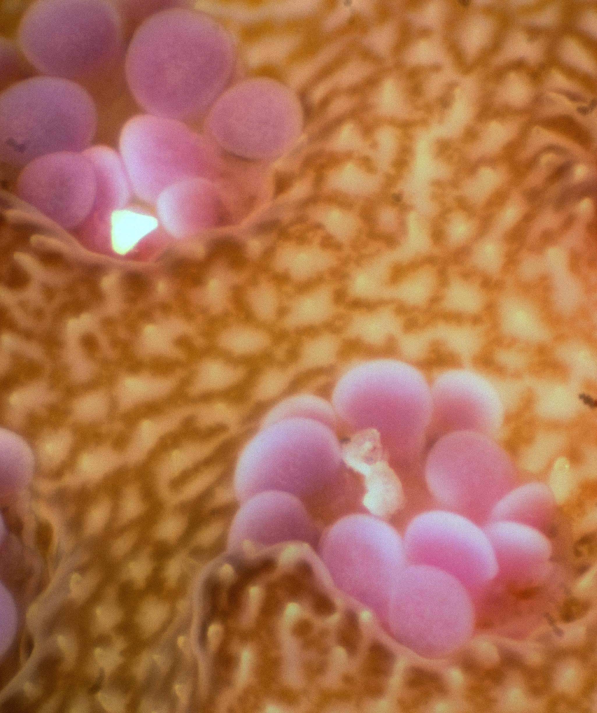 Kissing corals and seafloor turf wars captured in detail by underwater ...