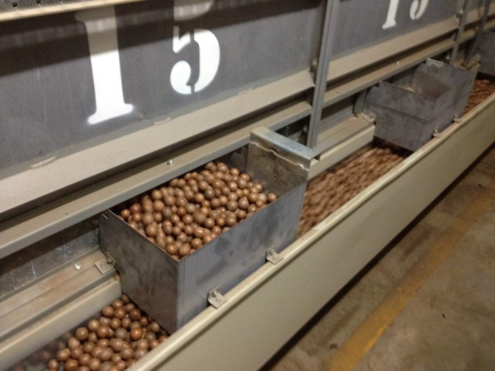 A cracking birthday for a native nut - ABC News