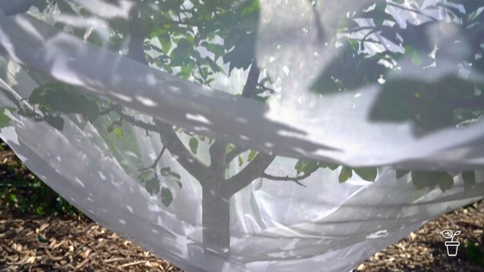 Annuals, Biennials and Perennials - Gardening Australia