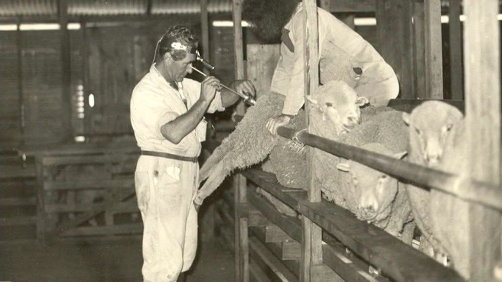 Sheep and Science: Merino lambs sired 50 years ago - ABC News