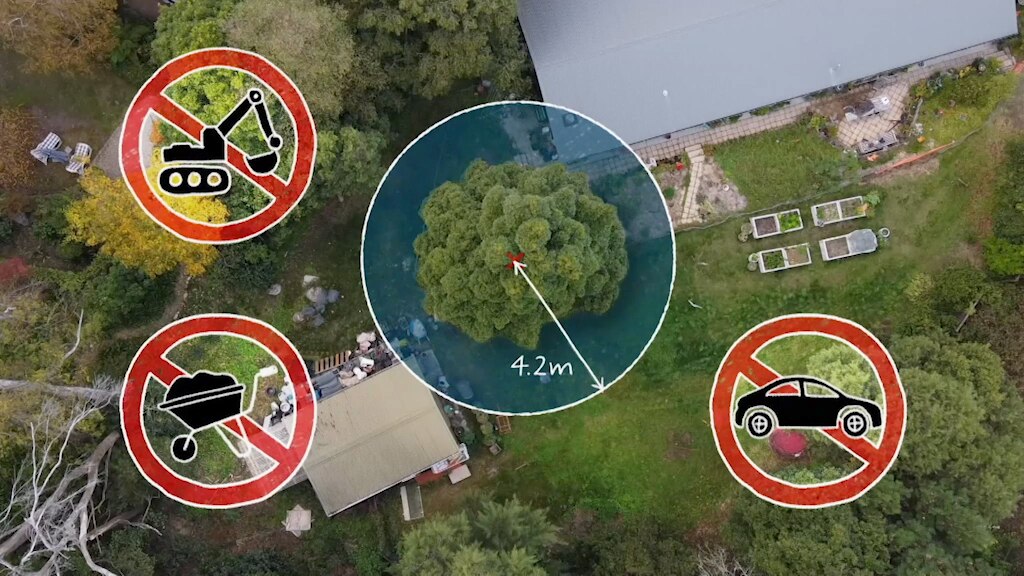 Top Tip | Tree Protection Zones - Gardening Australia