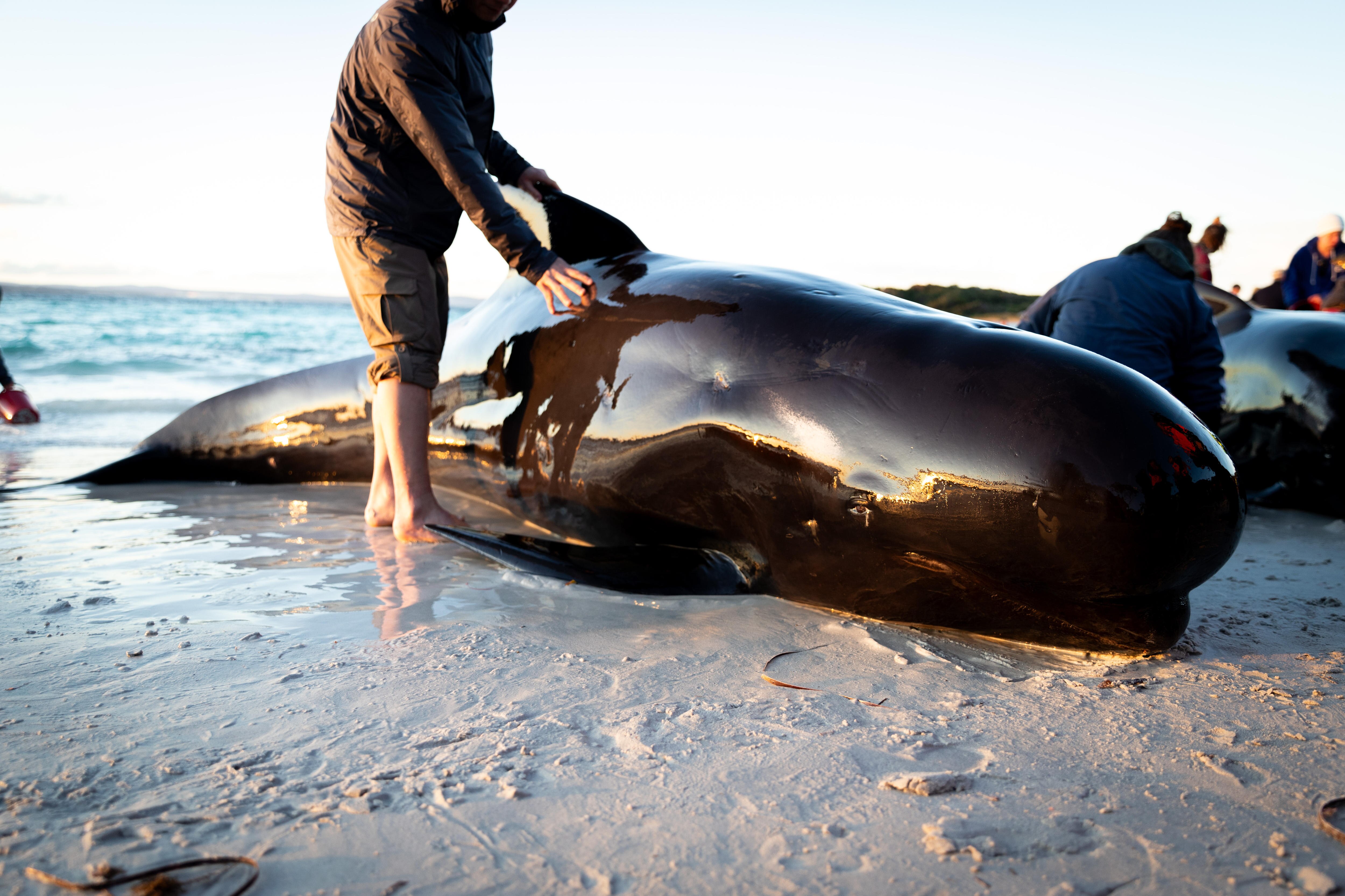 Researchers hope footage of mass stranding on Cheynes Beach could help ...