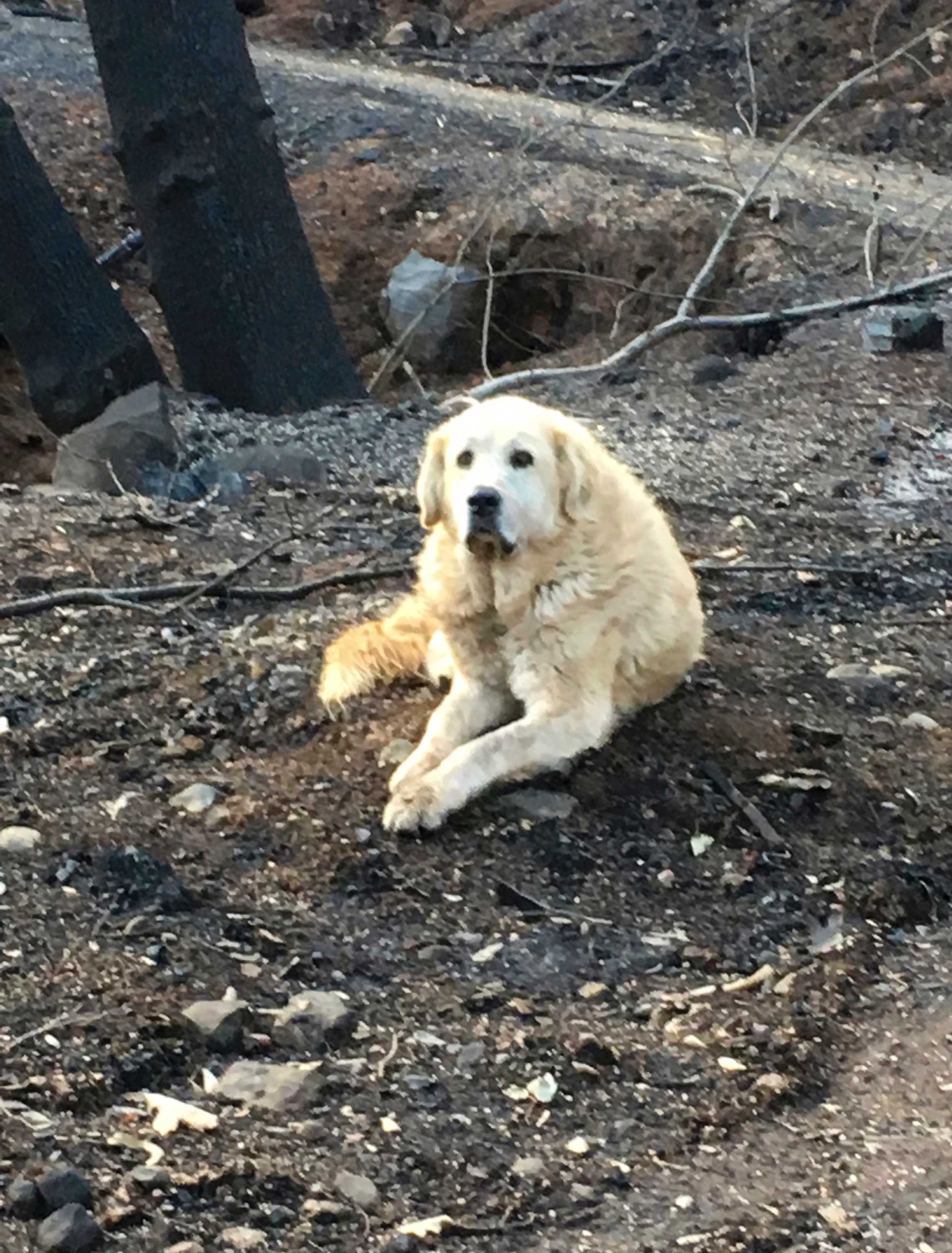 Dog guards ruins of California home for a month after owner fled Camp ...