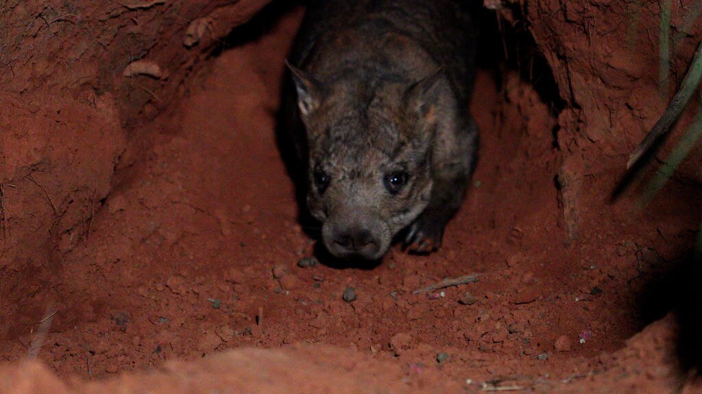 First high definition video and images of the northern hairy-nosed ...