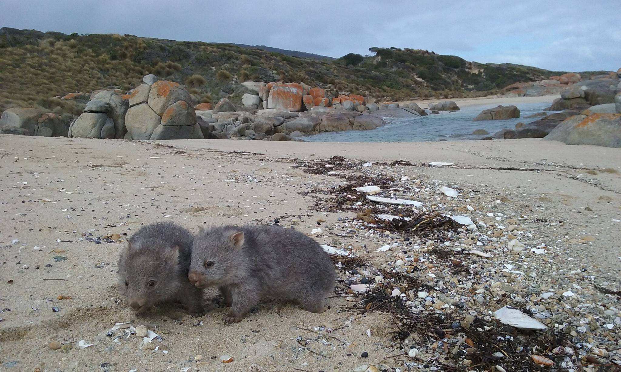 Derek the baby wombat bringing tourists to Flinders Island - ABC News