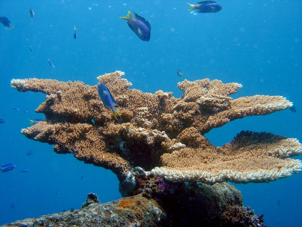 Study English S1 Ep15: Sea Floor - ABC Education