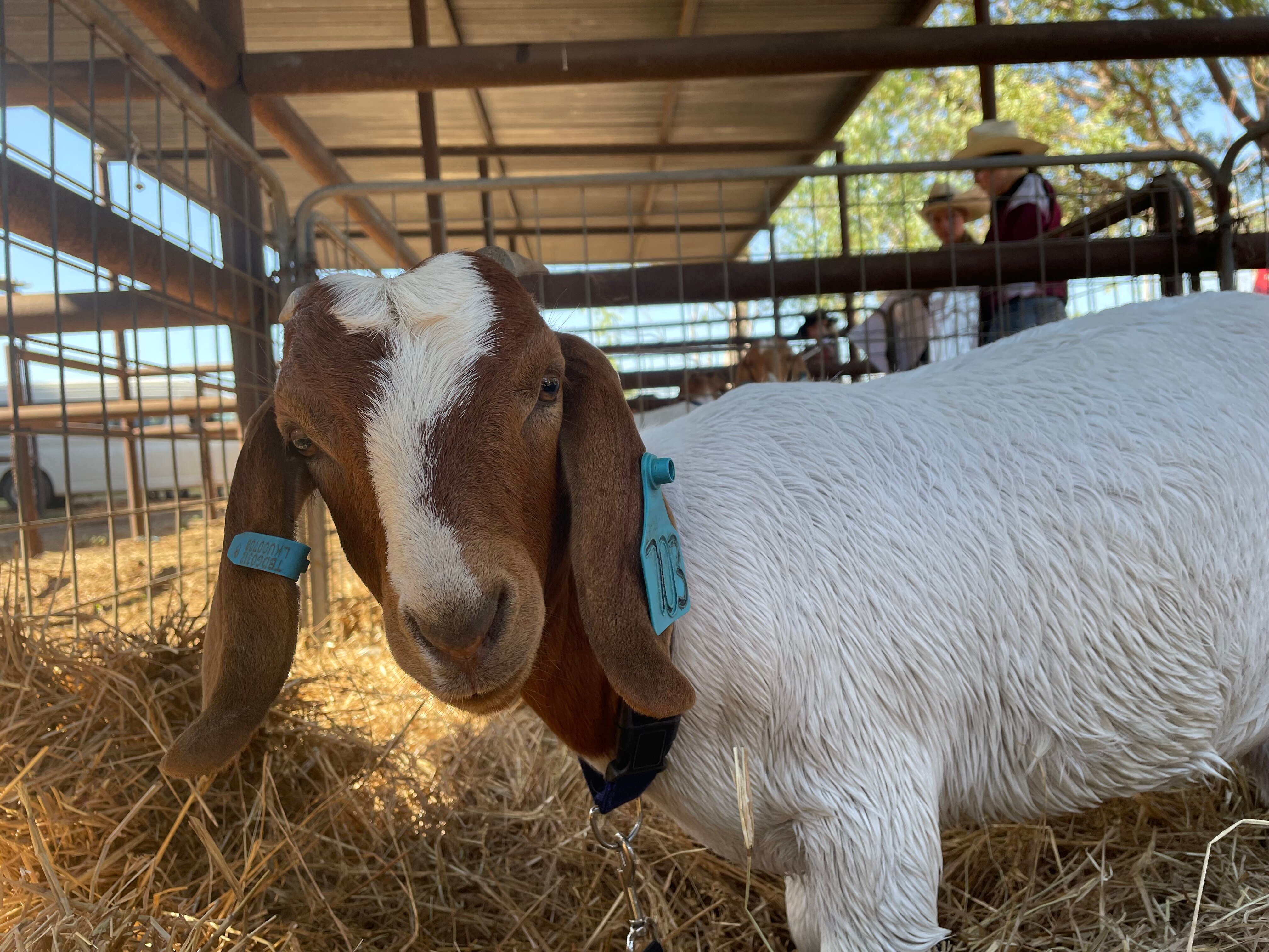 NT Country Hour - ABC listen
