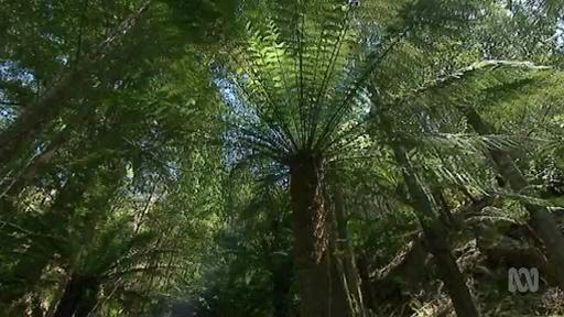 Catalyst: Fire in the rainforest - ABC Education