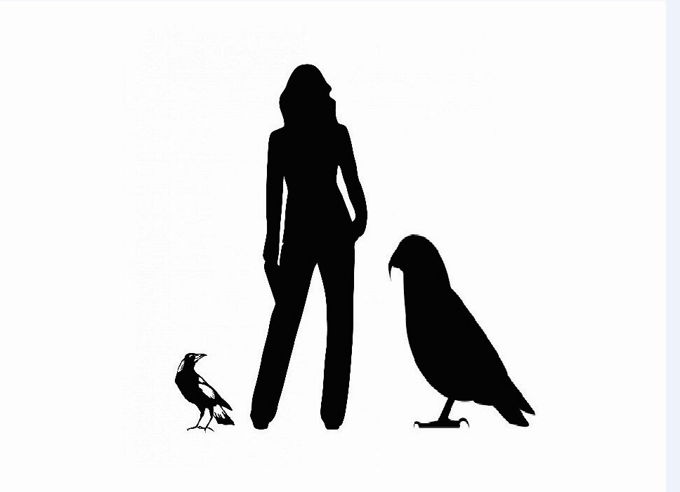 Fossils of metre-tall giant parrot dubbed Heracles found in New Zealand ...