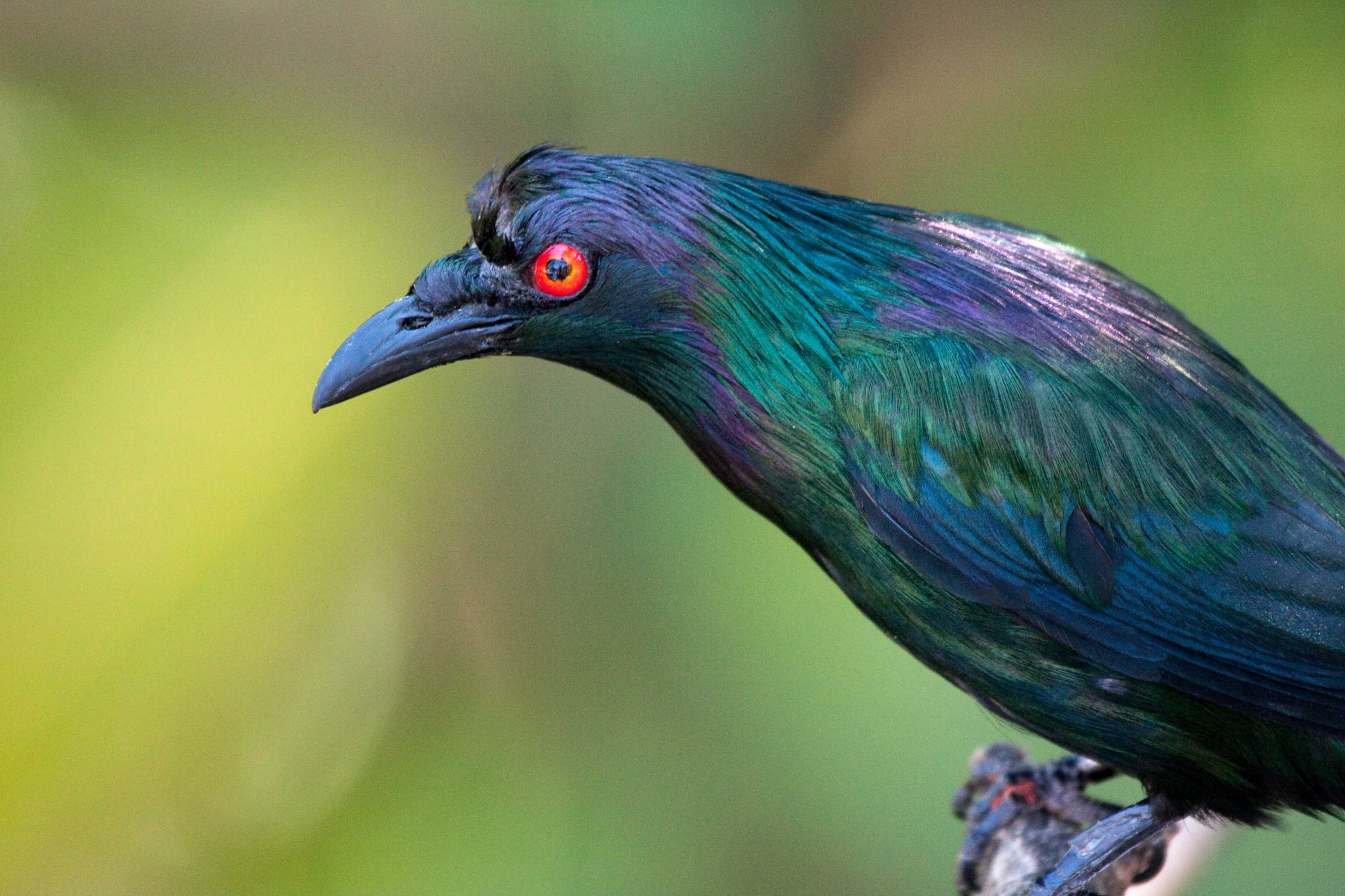 Migrating starlings create biodiversity hotspots on Queensland's Cape ...