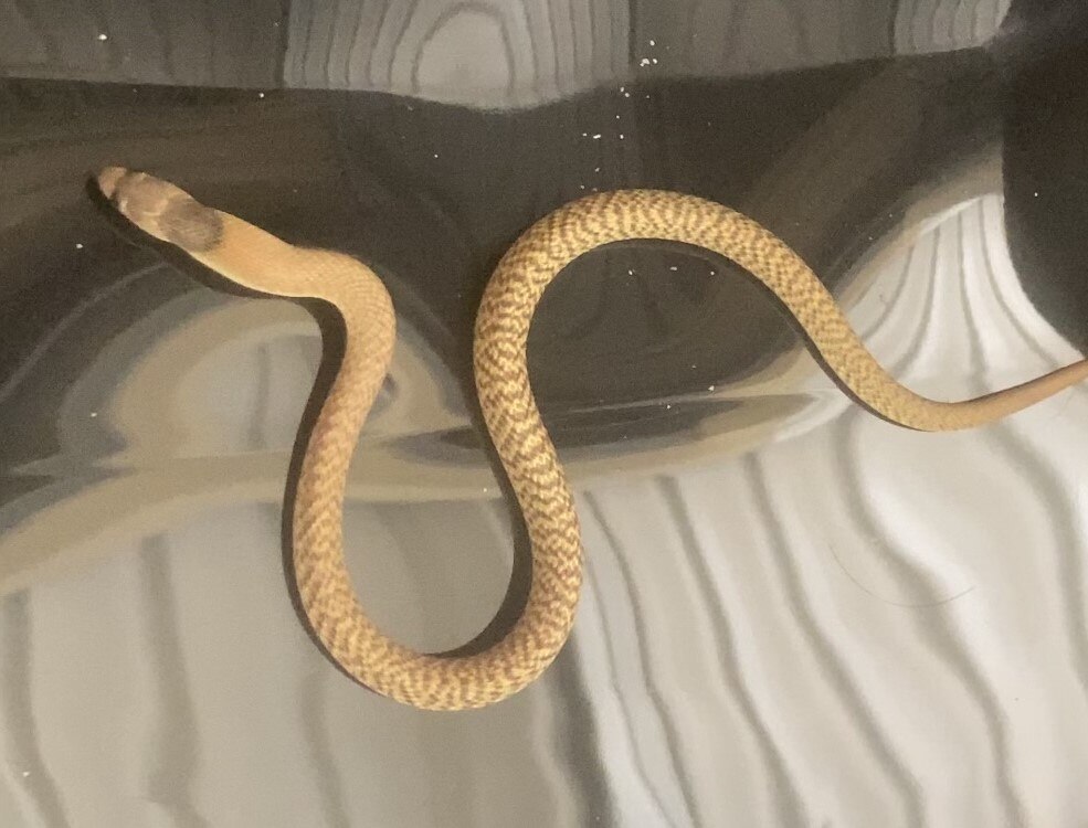 Seabird, WA resident bitten by hatchling snake only to encounter second ...